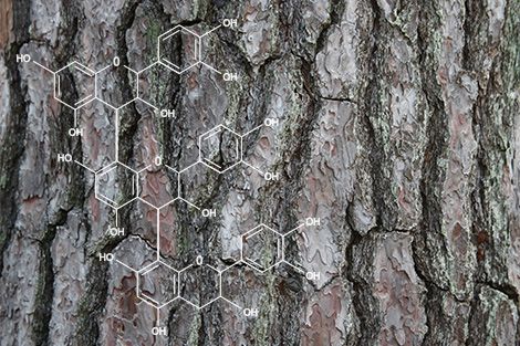 FEATURES | S. LUTEIN BILBERRY PINE BARK PLUS | PRODUCTS | Naturally Plus